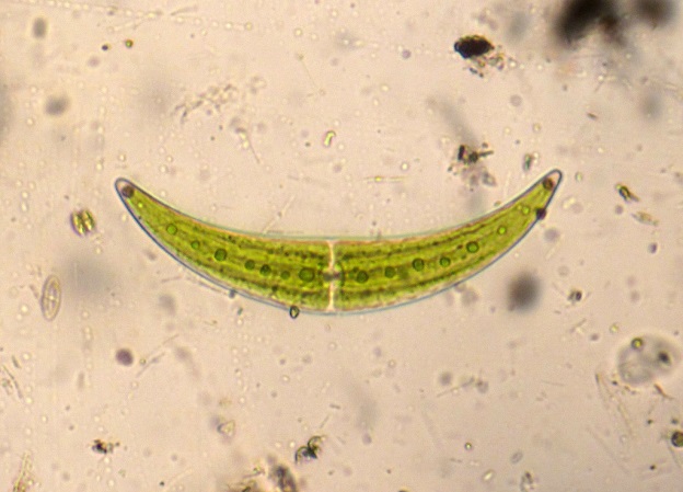 PLANTAS NO VASCUALES: PLANTAS NO VASCULARES