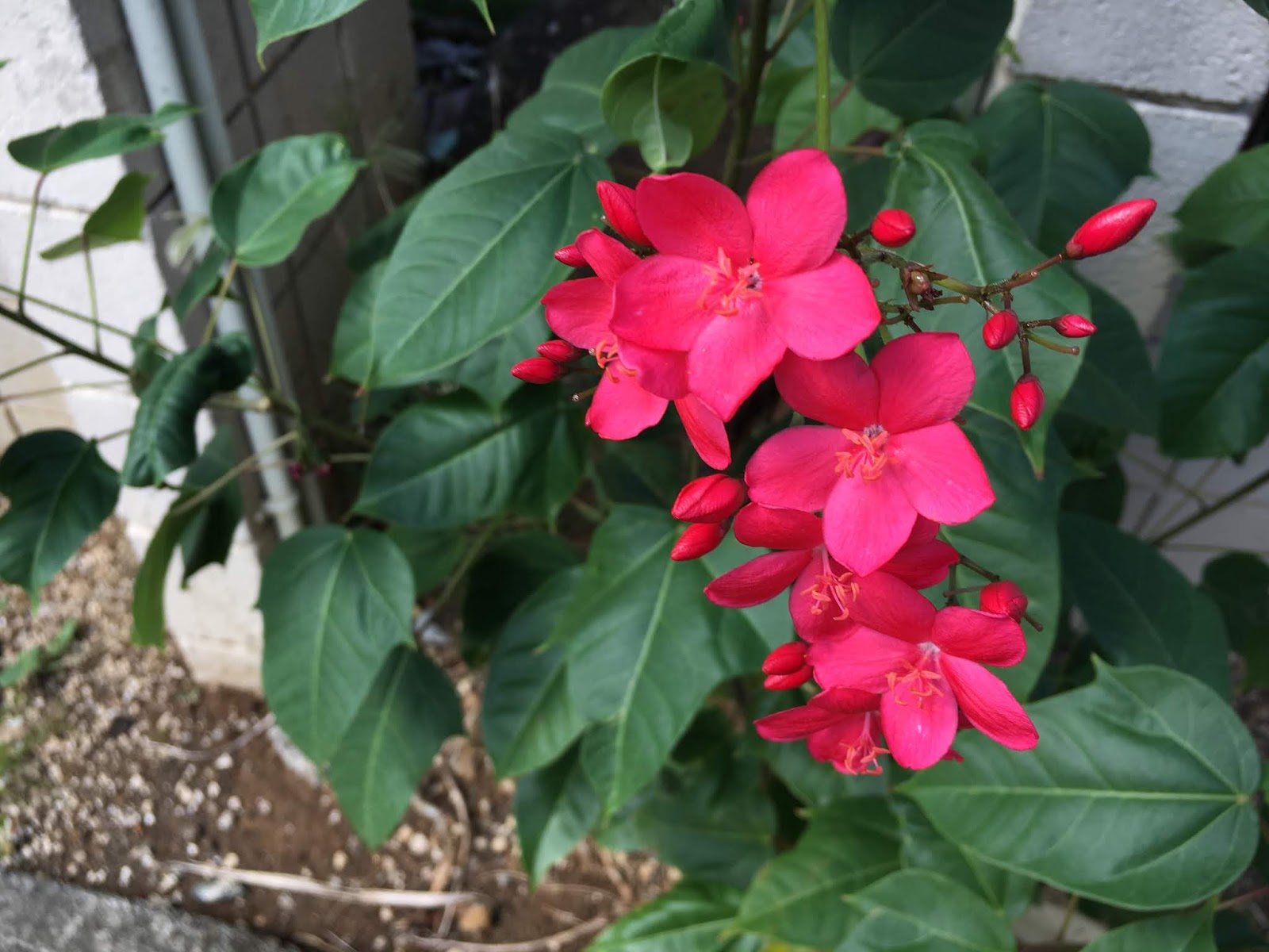 Jatropha integerrima (Peregrina)
