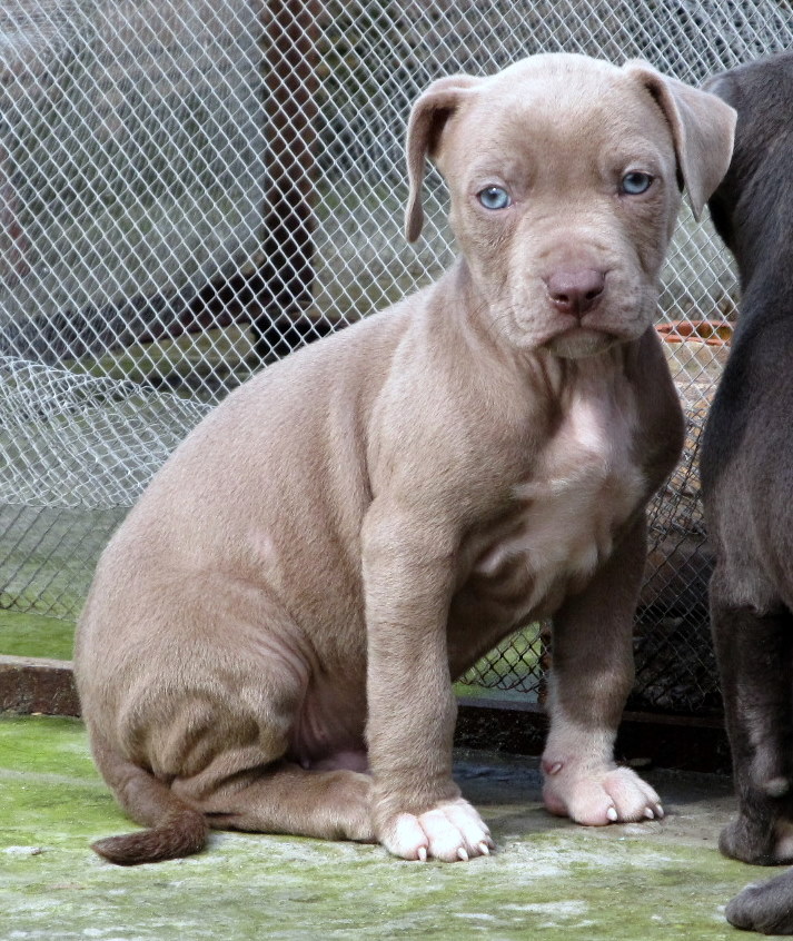 Revista perrología: Cachorros en venta - Blue & Silver Fawn ...