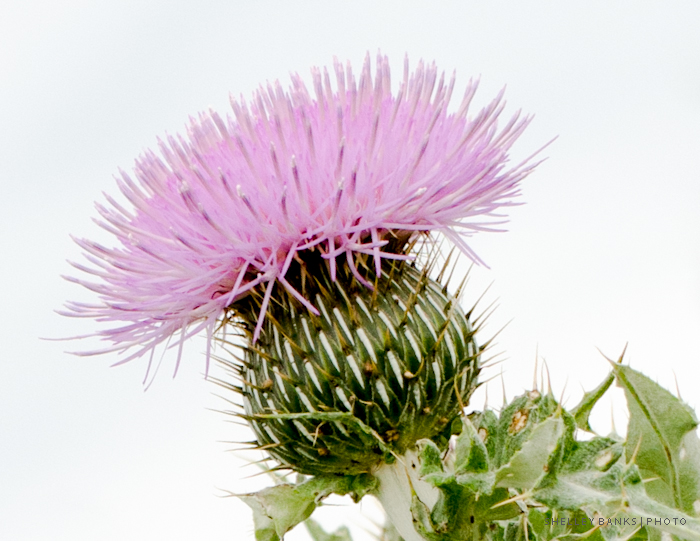 Prairie Wildflowers: Summer Thistles in Bloom