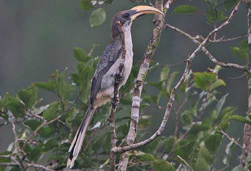 Sri Lankan Endemic Birds: Alu Kadatta - The Ceylon Grey Hornbill ...