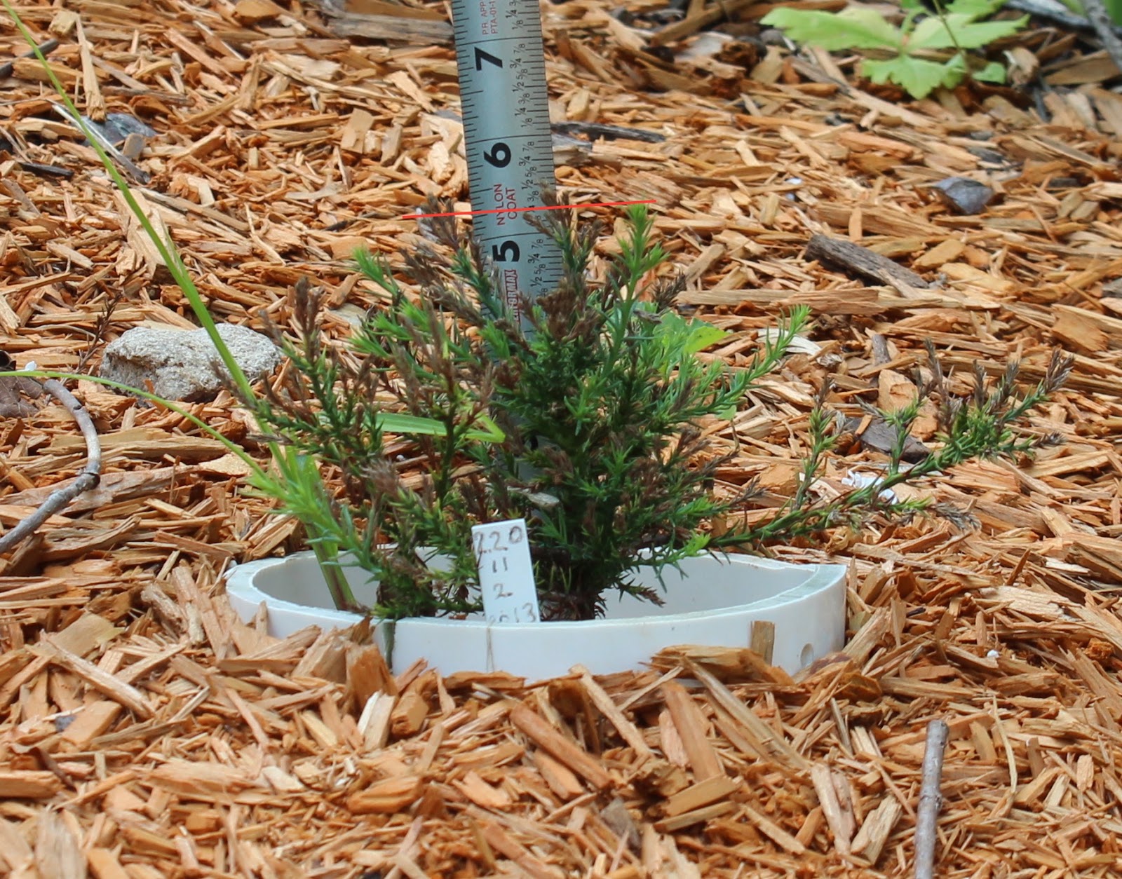Growing A Sequoia In Zone 5 First Results From The Iowa Sequoia Park