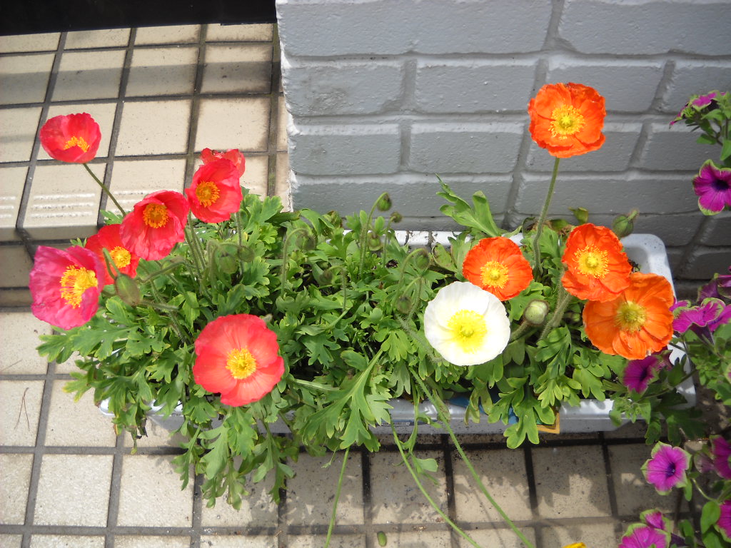 Daily Glimpses of Japan: Poppy Flowers in Japan