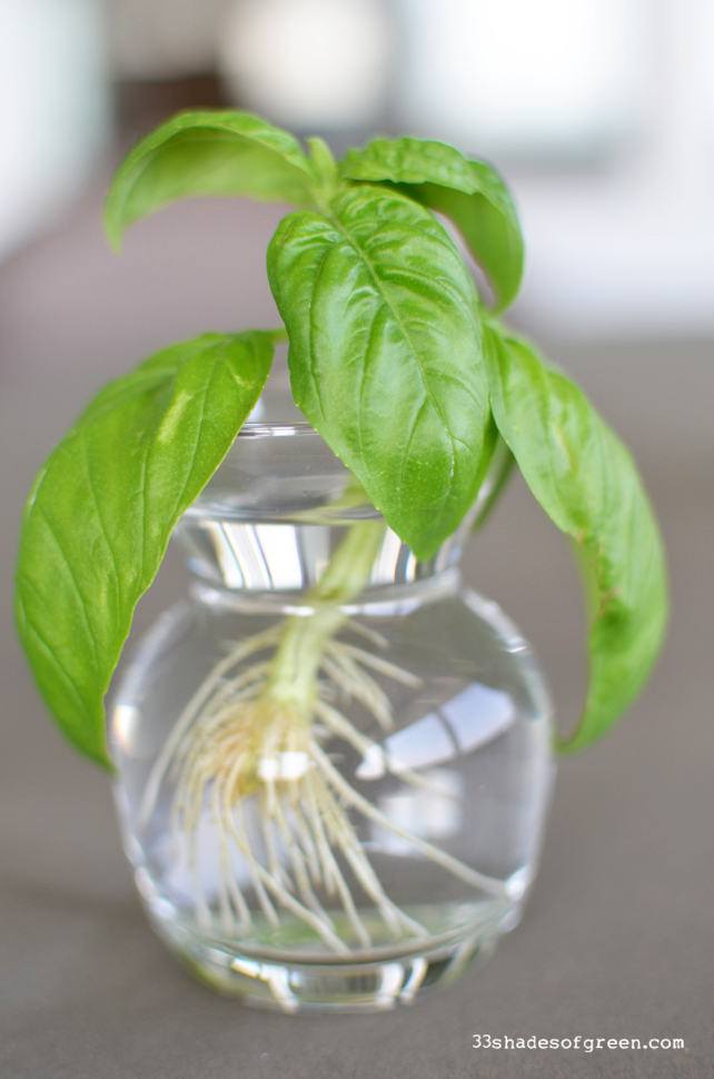 33 Shades of Green: How to Propagate Basil
