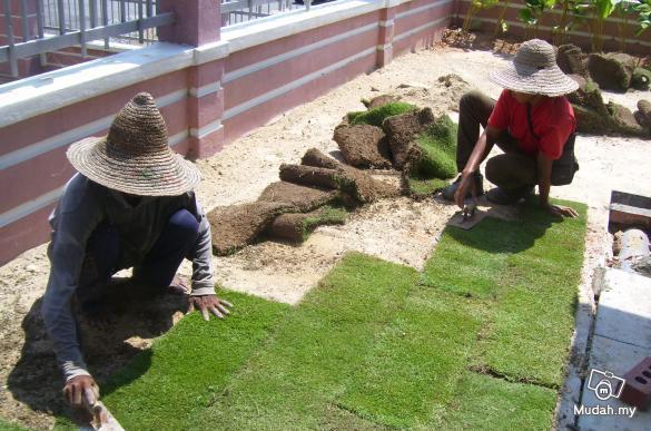 Rumput Karpet Murah - Rumput Padang - Bersih Kawasan Rumah - Kota Bharu ...