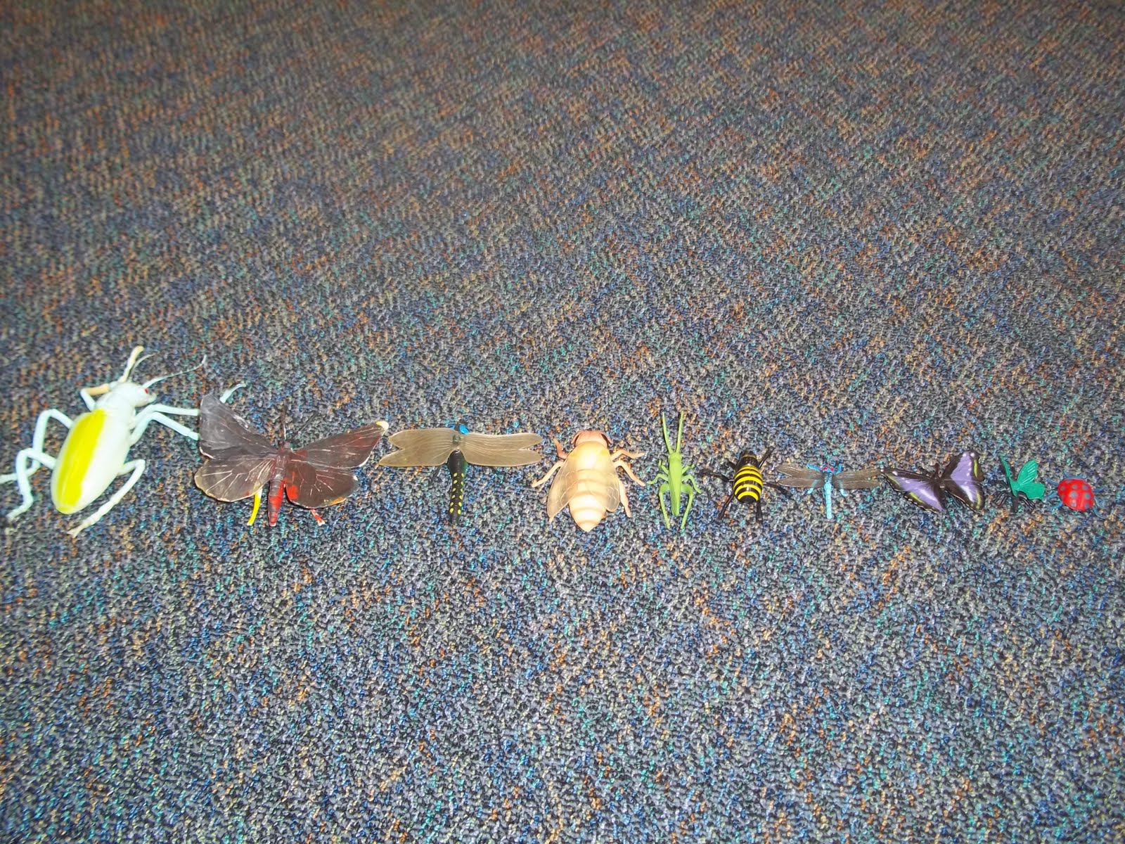 Mrs. Wood's Kindergarten Class: Insect Measurement