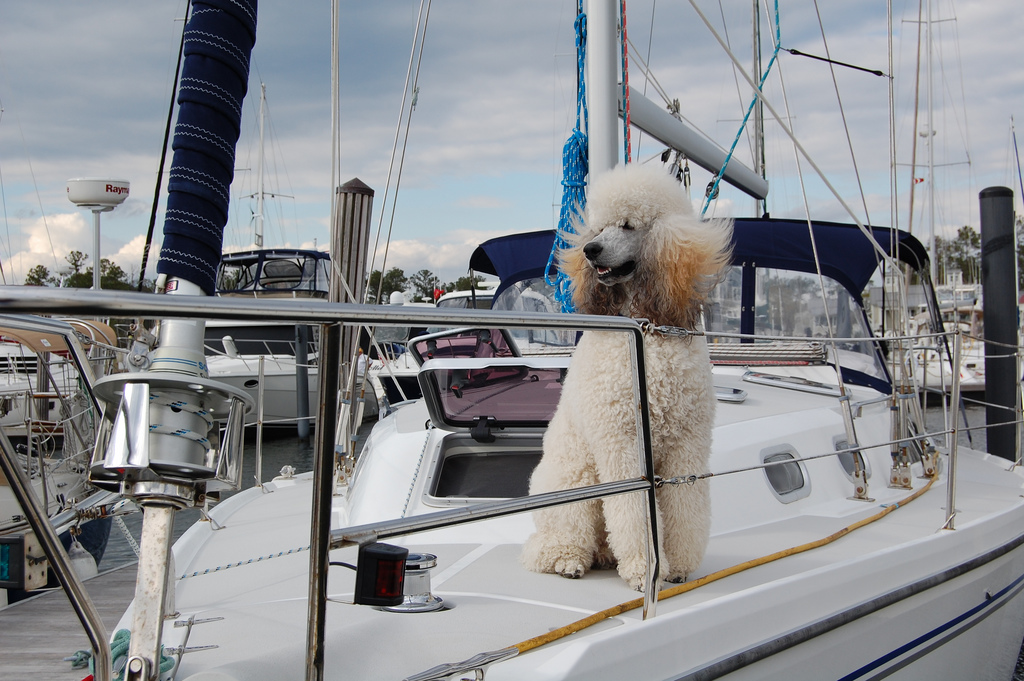 Huxtable The Poodle | Toy Poodle Blog | Parti Poodle: The Sailor: Sable ...