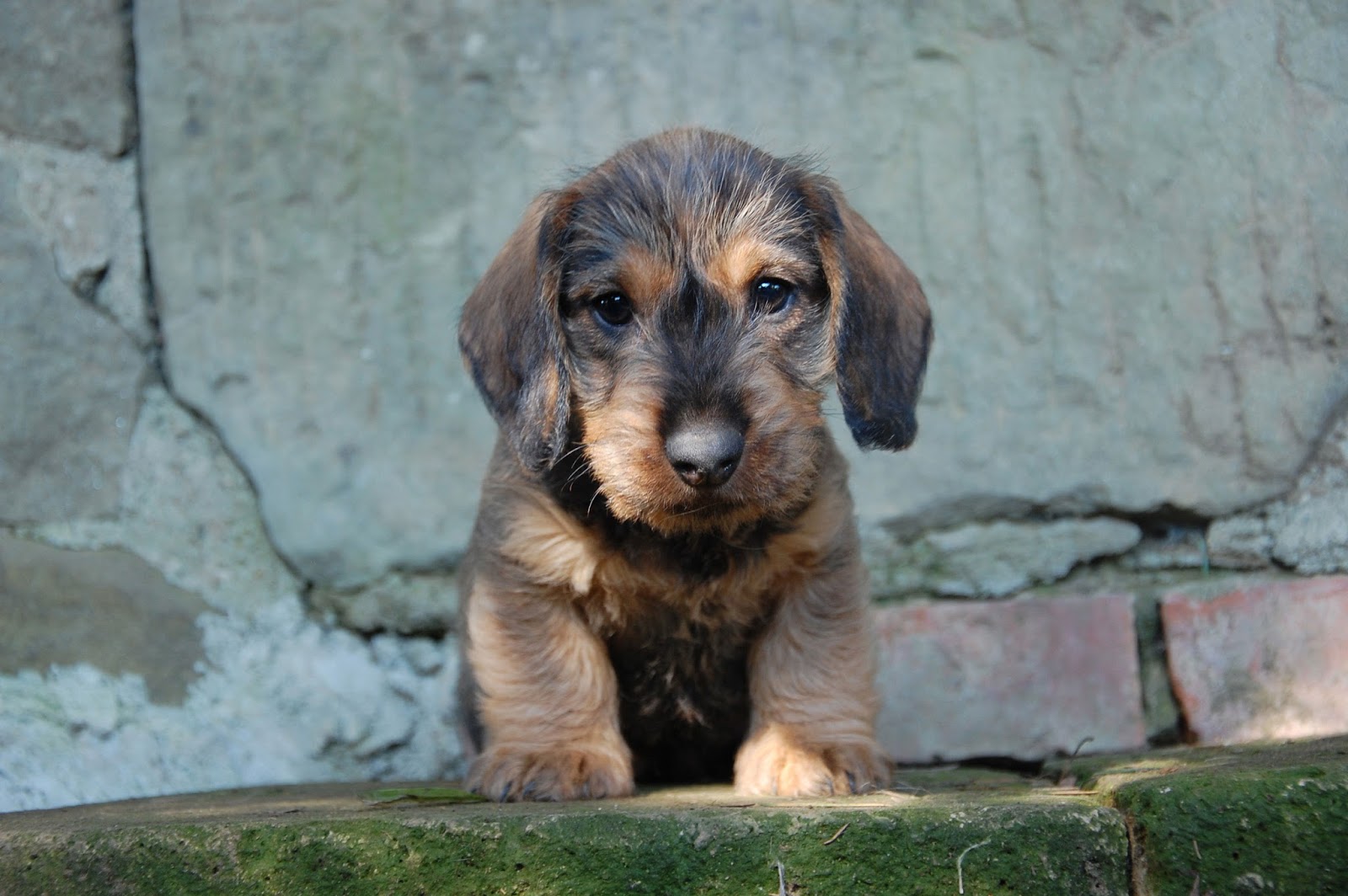 Ottorino il grande Bassotto