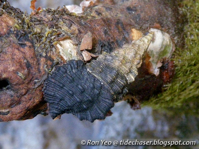 tHE tiDE cHAsER: Horn Shells & Creeper Snails (Phylum Mollusca ...