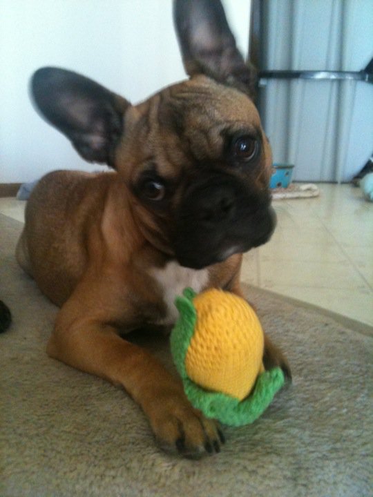 a [frenchie] & a {blonde}: For the Love of the French (bulldog that is)