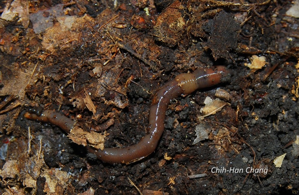 Worms love earth - Earthworms & their soil