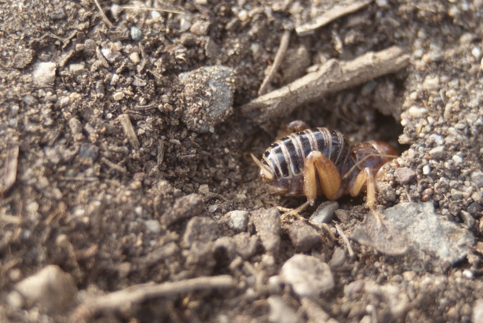 虫頭: エルサレム・コオロギ（Stenopelmatus属）Jerusalem Cricket