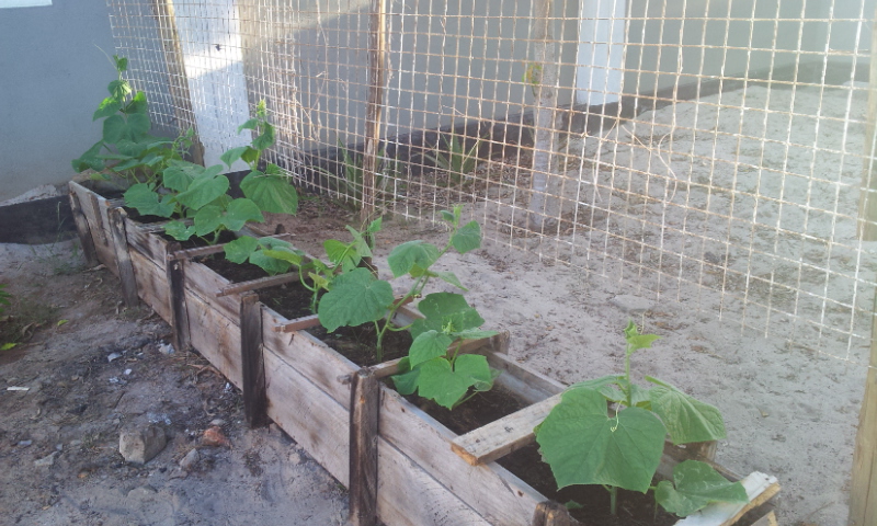 MITIKI -KILIMO KWANZA: KILIMO BORA CHA MATANGO - KWENYE VYOMBO