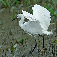 Welcome to bangladesh: The birds of Bangladesh