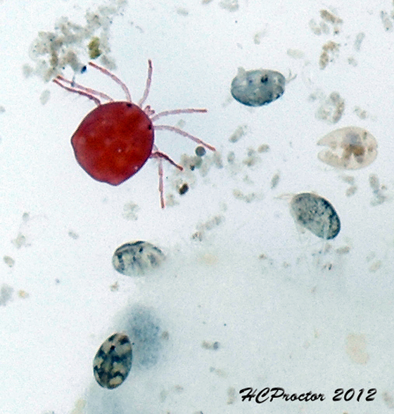 The Home Bug Garden: Red Pond Mites: An anodyne for a gray day