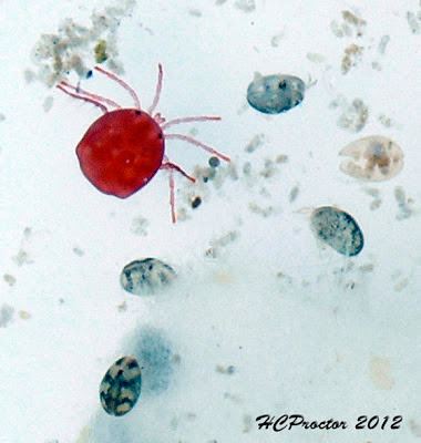 The Home Bug Garden: Red Pond Mites: An anodyne for a gray day