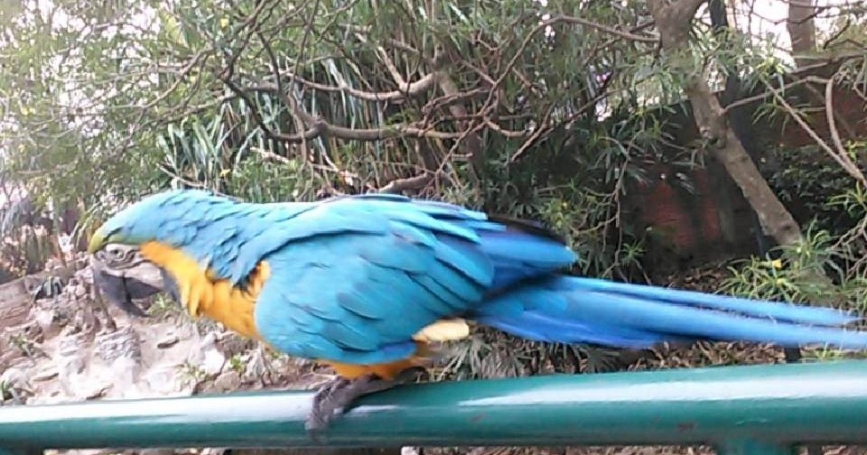 animalia: Paraba siete colores