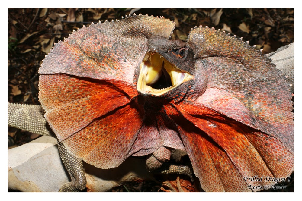 ΚΡΟΣΣΩΤΗ ΣΑΥΡΑ (FRILLED LIZARD) photos - wallpapers (ανανεωμένο) | the ...