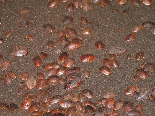 Fossil Matter: The living cave floor: intro to cave faunas