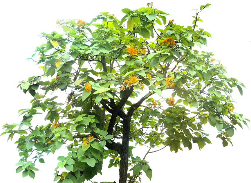 Tropical Plant Pictures: Cordia Sebestena ( Geiger Tree)