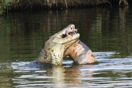 crocodiles eating | My HD Animals