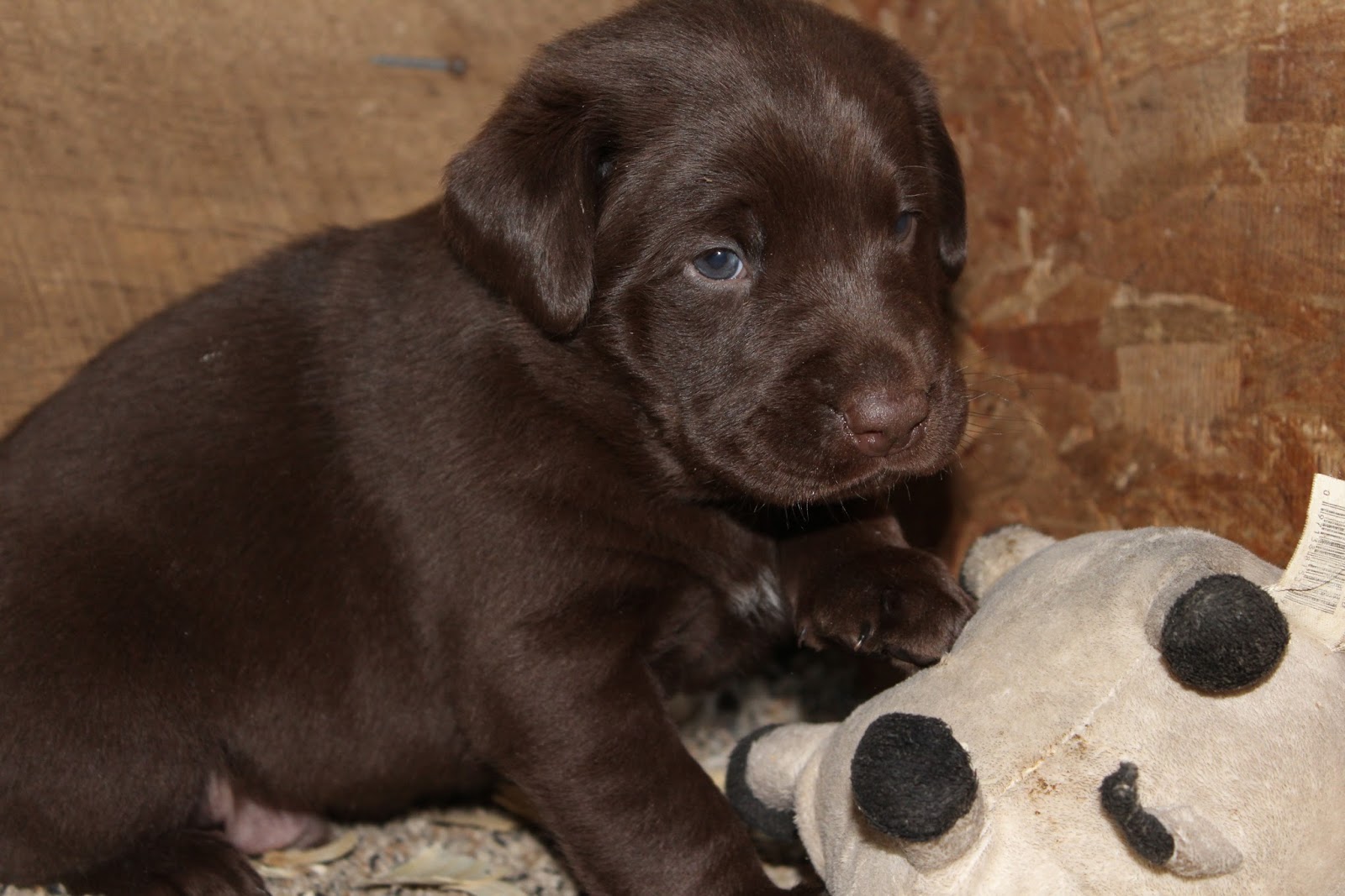 Top of the Hill Labs: Miley & Maverick's Puppies 4 Weeks Old
