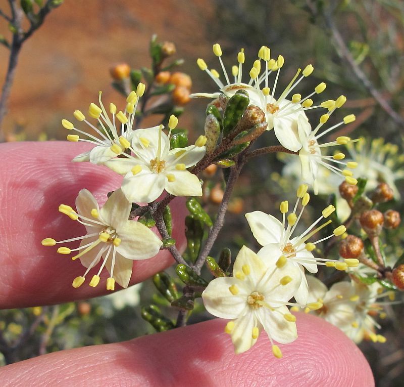 Esperance Wildflowers: Phebalium megaphyllum - Rutaceae