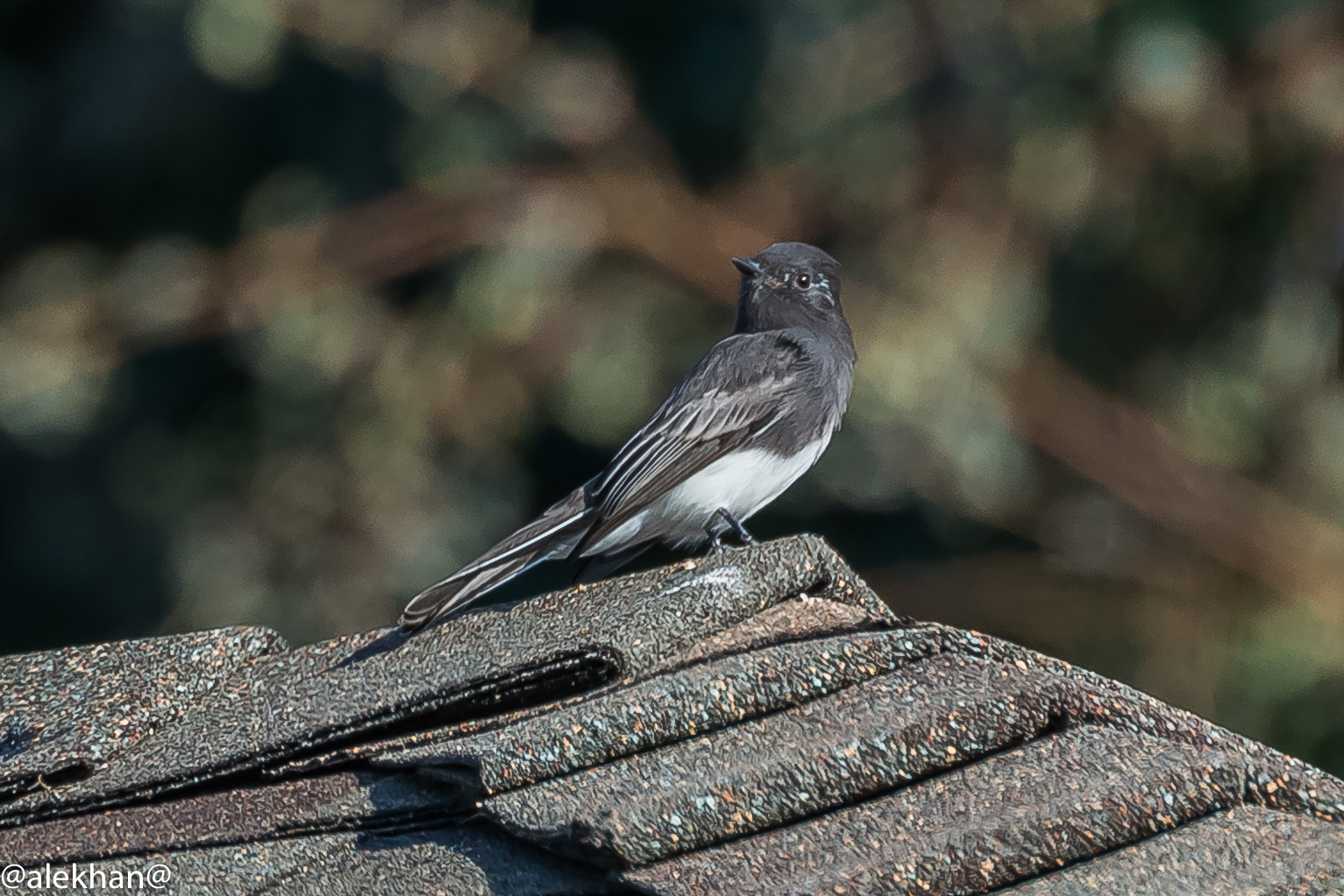 Pájaros, Pajarracos: Mosquero negro (US)
