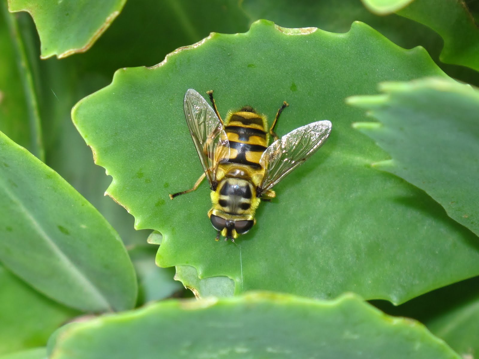 BugBlog: Summer Hoverfly identification