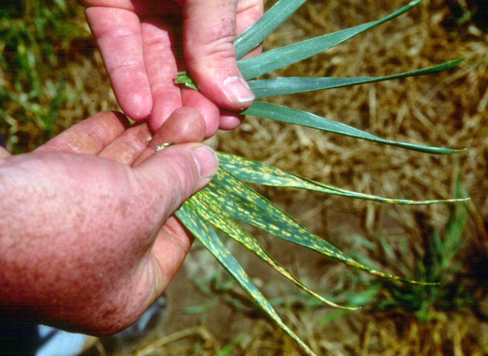 Chlorine Deficiency In Plants