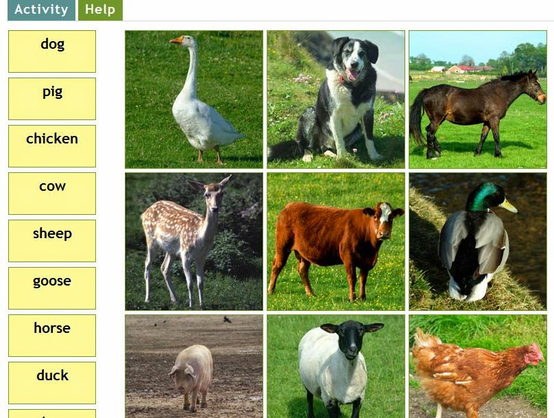 Conozcamos los animales en inglés