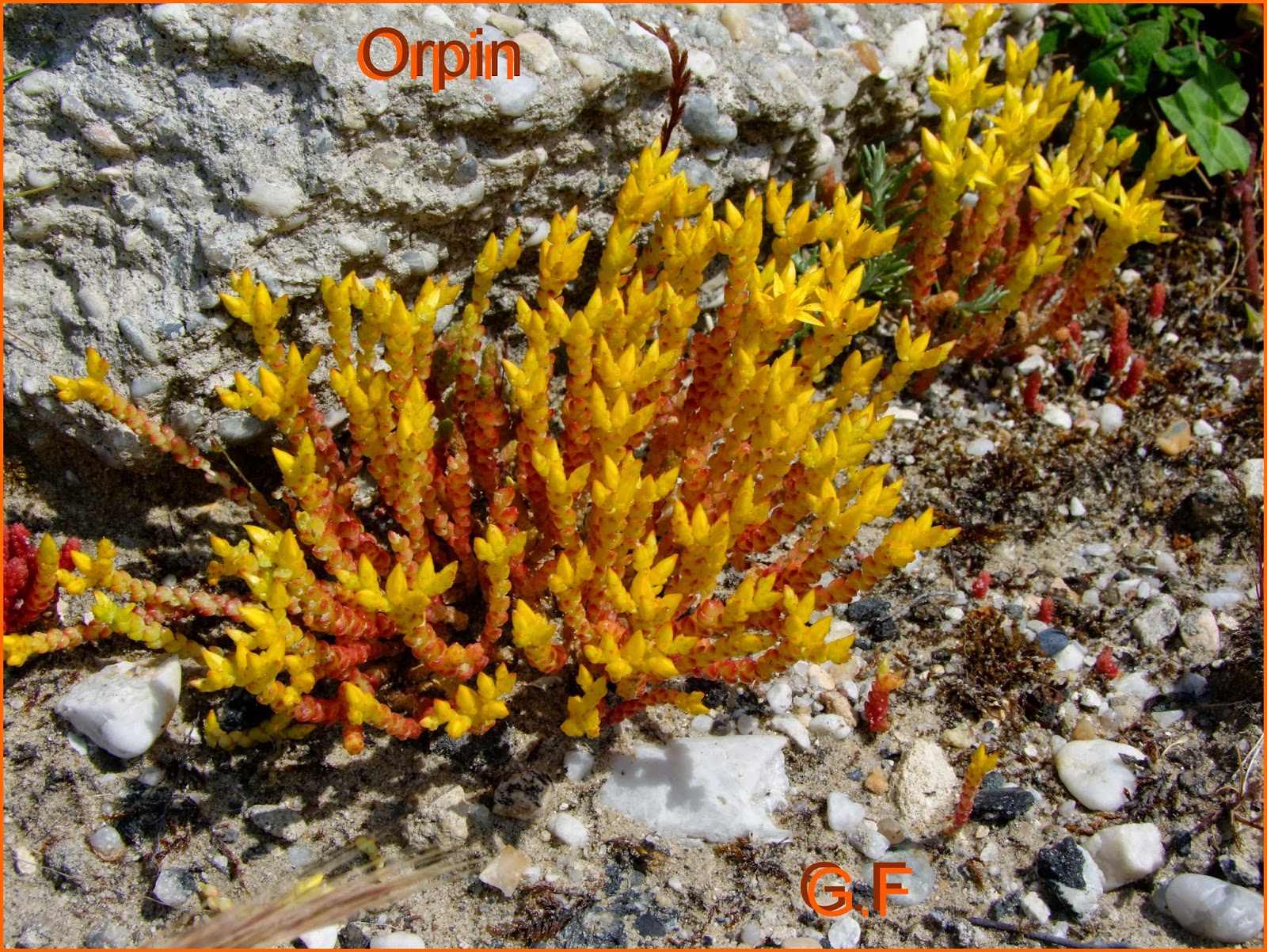 Mes passions, mes collections: Orpin glauque