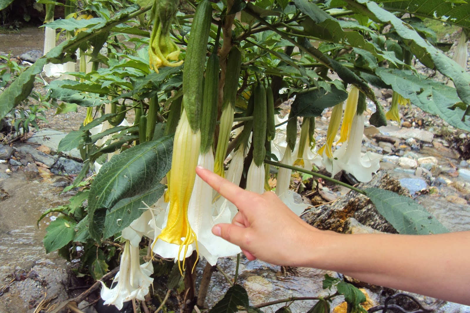 PLANTAS Y ARTE: CUARTO VIAJE "En busca del Borrachero"