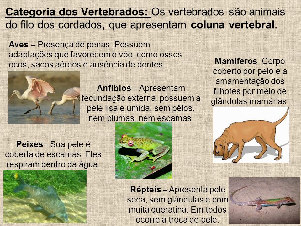 Filo cordados: introdução | Biologia: A ciência da vida