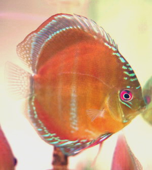 野生七彩神仙基因庫 Vivid wild Discus : wild discus Cuipeua red