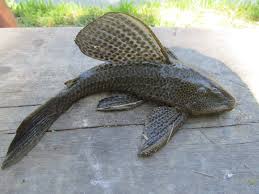 biología curiosa: EL CORONCORO PODRÍA EXTINGUIRSE