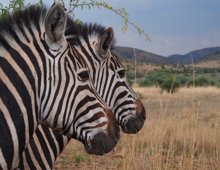 Chic Zebra facts, 30 to be exact