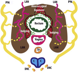 DR.GERMAN MERINO, DOCTOR EN MEDICINA Y CIRUGIA, OBSTETRICIA Y ...