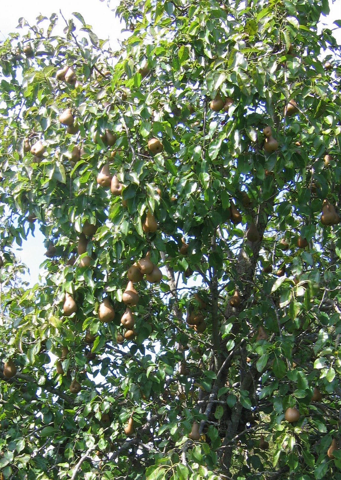 Too Many Tomatoes : Pear Cordial