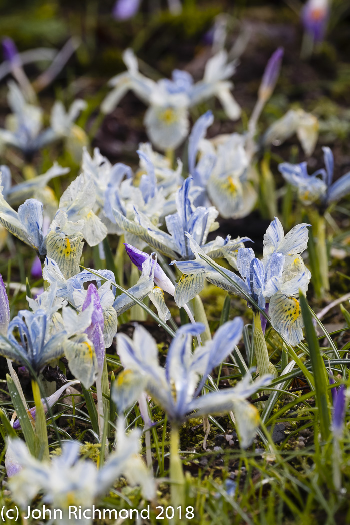 John & Maria's Garden Pages