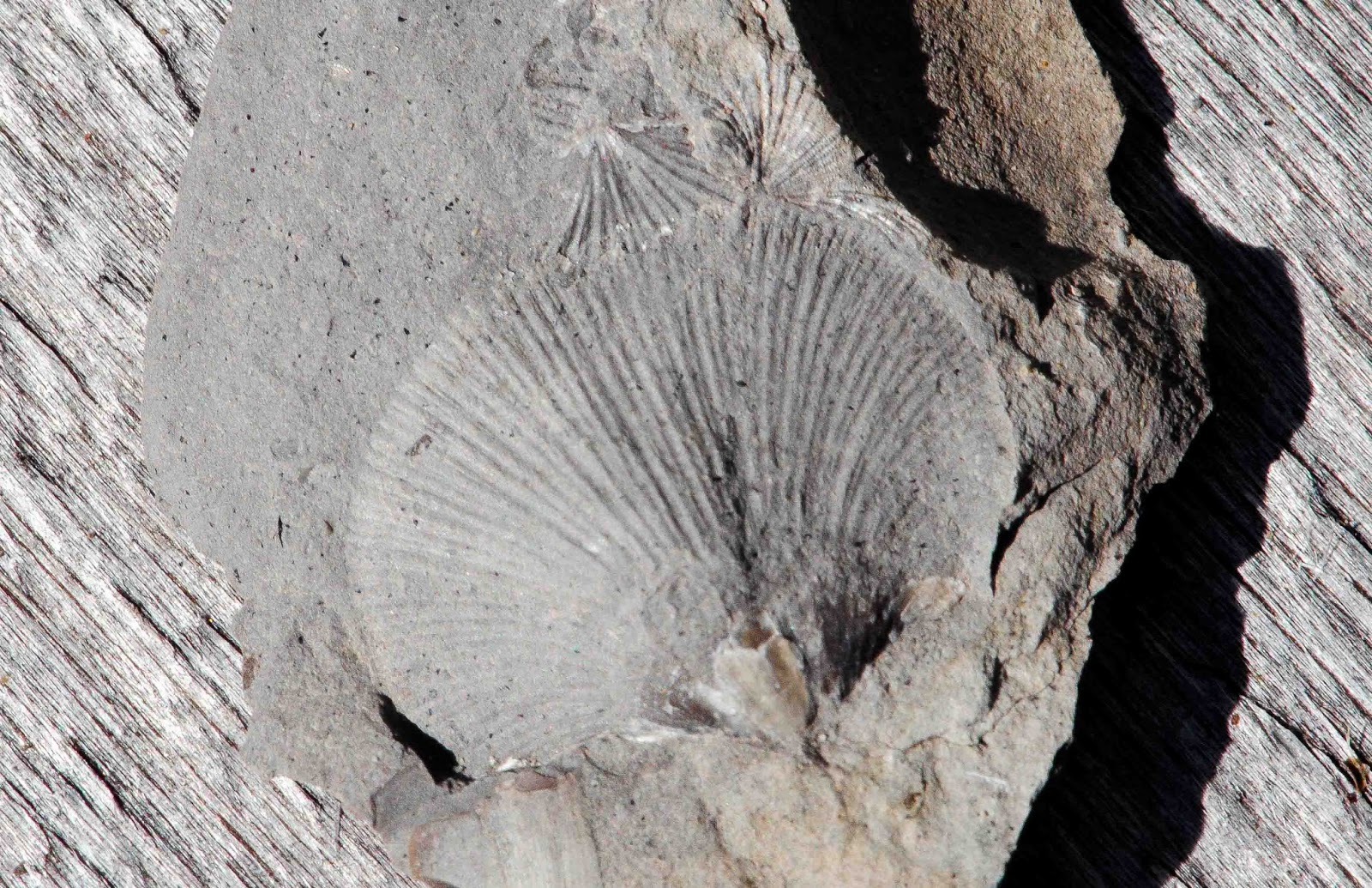 Seasons in the Valley + Furry Gnome's Adventures: Fossils on Craigleith ...