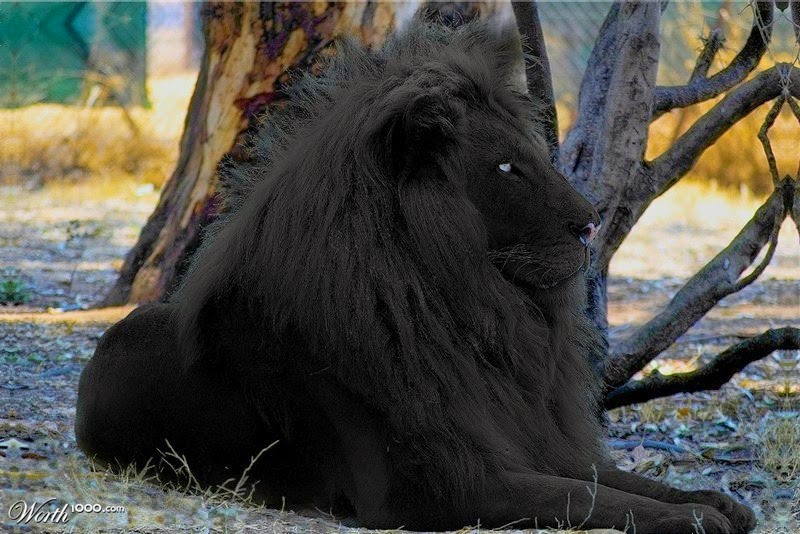 7 animales con colores no muy comunes y que quizás no habías visto