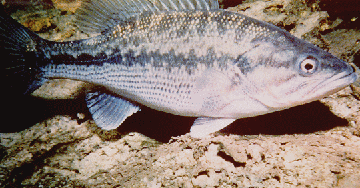 Sunny San Diego, California!: Chapter 16: The North Pacific Coast