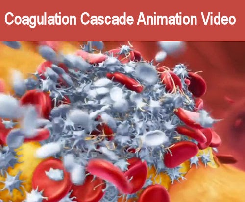 Medical Laboratory and Biomedical Science: Coagulation Cascade ...