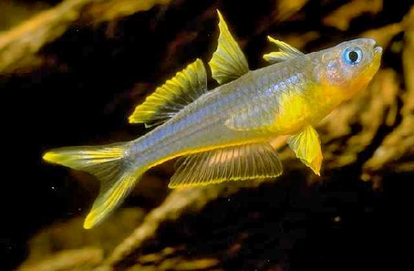 Forktail Rainbowfish (Pseudomugil furcatus) | FISH WORLDs.com