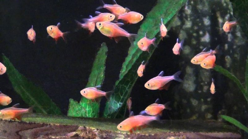 Budidaya Ikan Hias Tetra Merah (Flame Tetra, Red Tetra, Fire Tetra ...