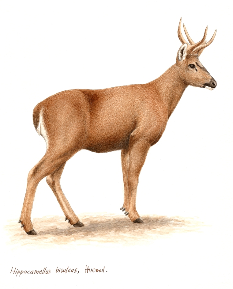 Dibujos y monos: Huemul para navidad