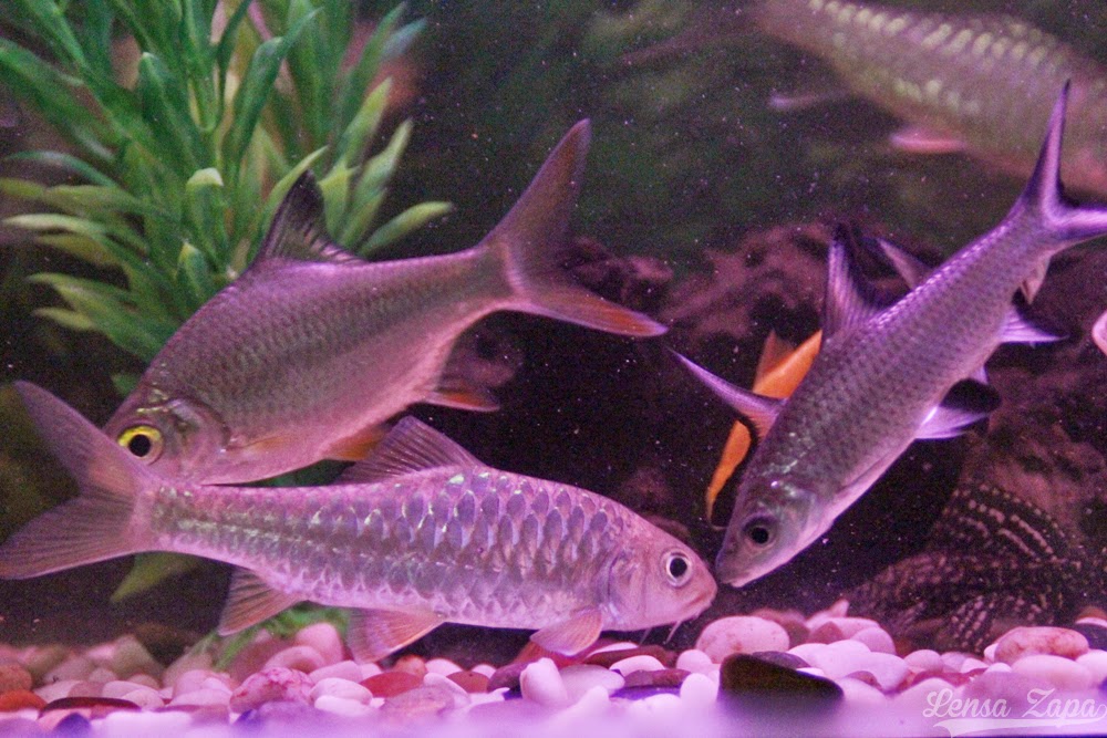 LENSA ZAPA: Ikan Kelah Merah, Sebarau, Jelawat, Krai Emas (Akuarium ...