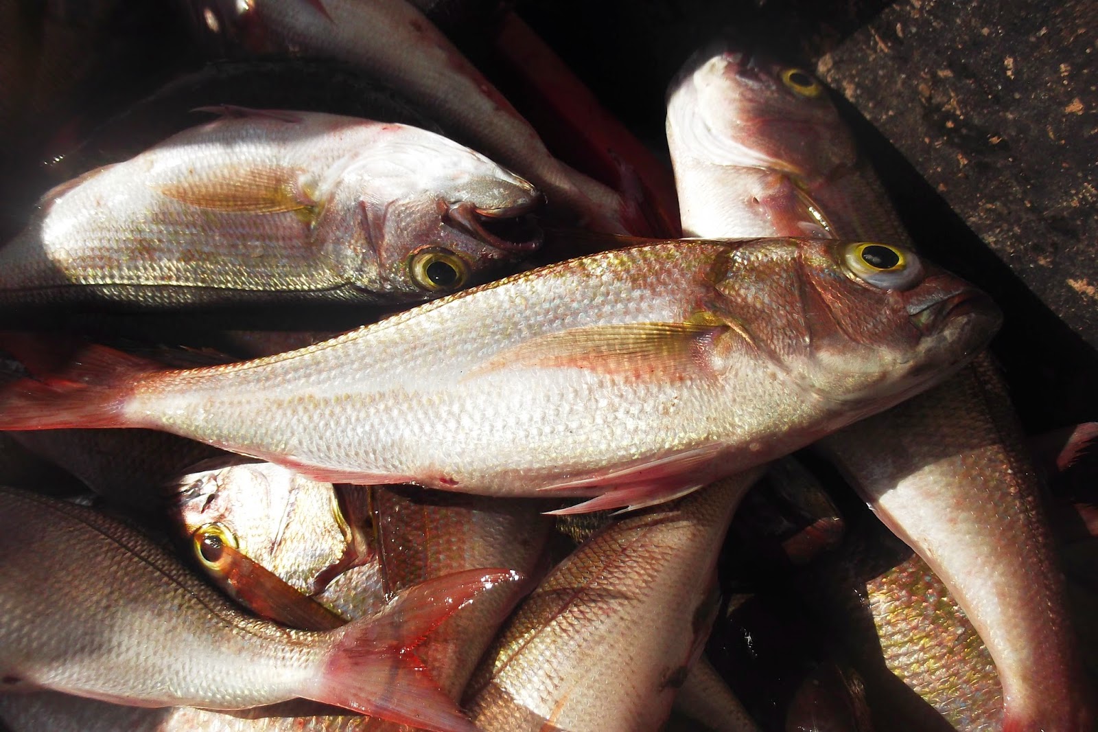 NEGOMBO SEAFOODS: White snapper