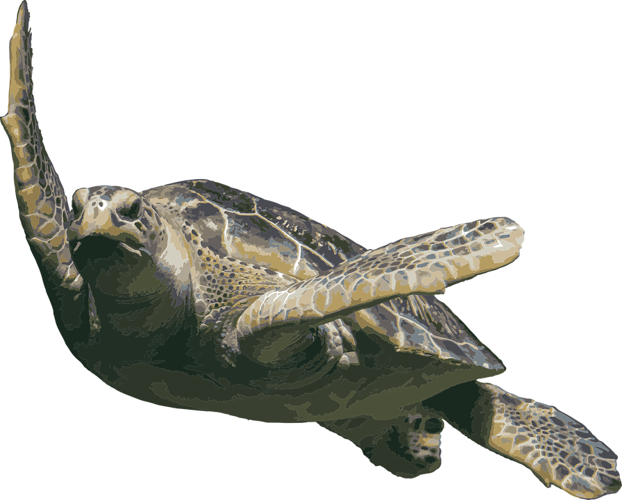 EKOGEO: HARI PENYU SEDUNIA TAHUN 2018